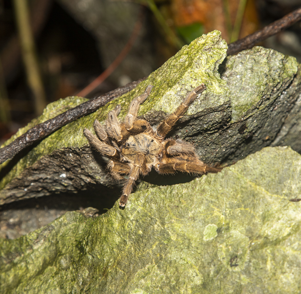 Chinese Giant Gold Tarantula from Cát Hải, Hải Phòng, Vietnam on July 8 ...
