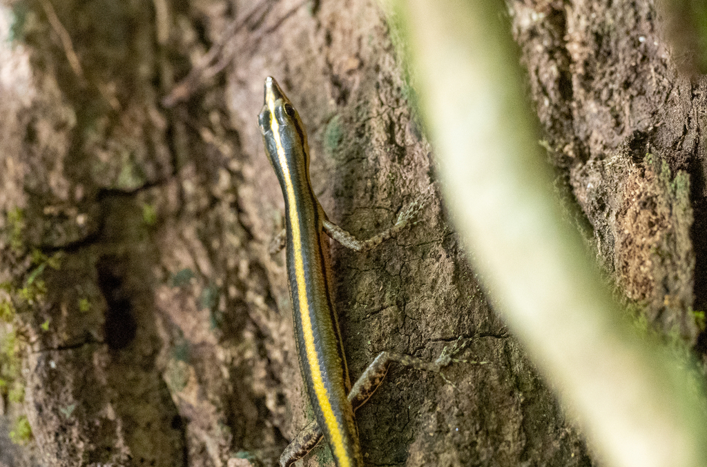 Yellow-striped Slender Tree Skink from Bulusan Volcano, Bulusan ...