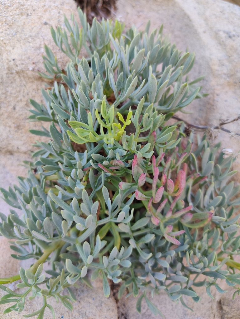 rock samphire from 18012 Bordighera IM, Italia on July 10, 2022 at 04: ...