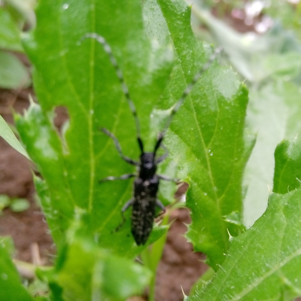 Golden-bloomed Longhorn from Новгородская обл., Россия, 173520 on July ...