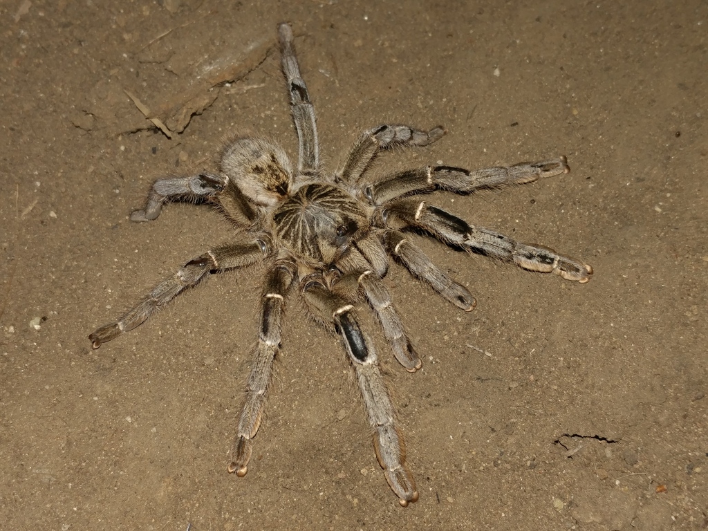Zimbabwe Grey Baboon Spider from Blue Maria, Mozambique on December 4 ...