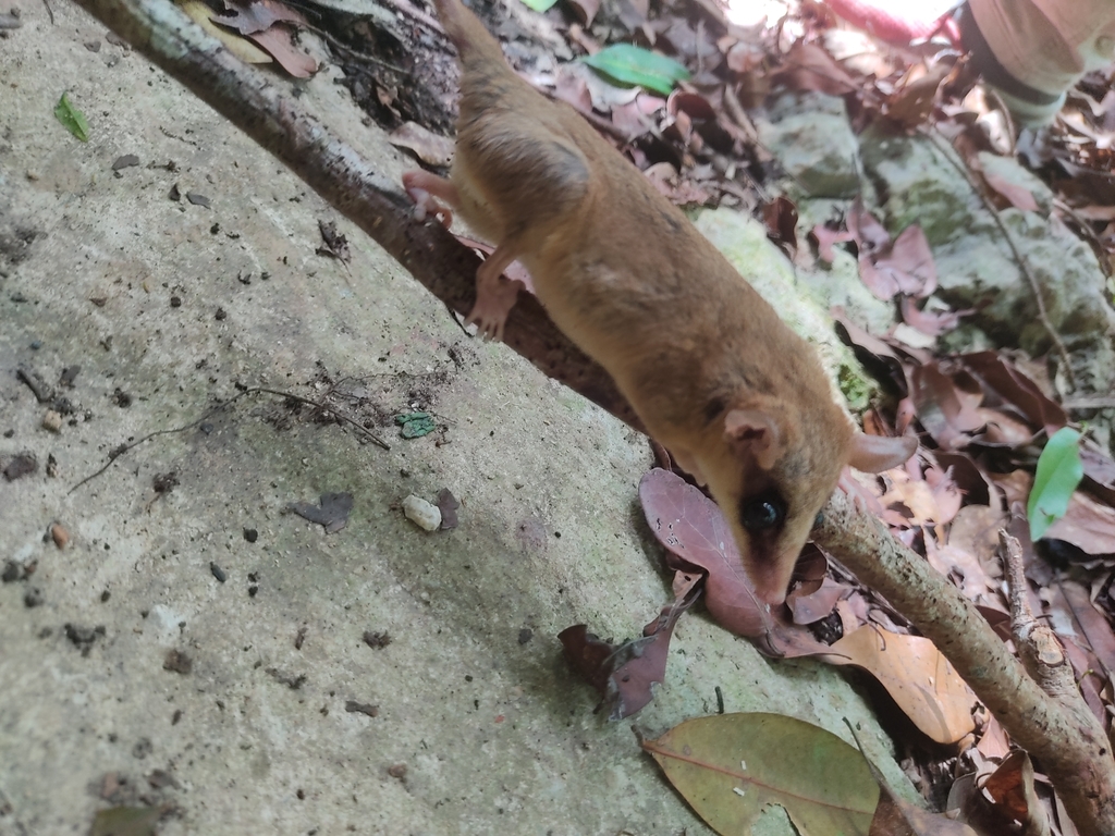 Mexican Mouse Opossum from Quintana Roo, MX on June 07, 2022 at 02:40 ...