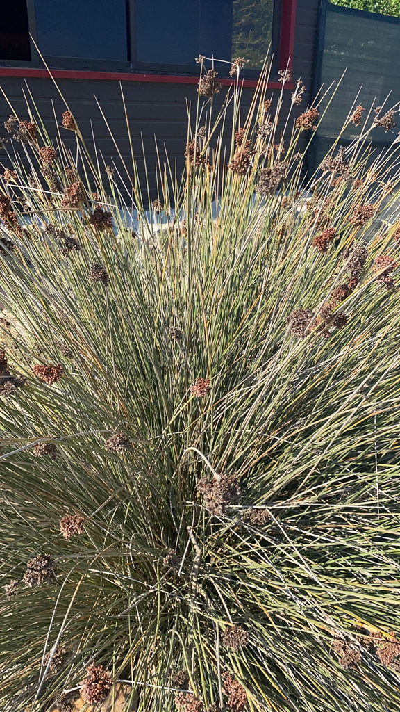 spiny rush from Ajaccio on July 10, 2022 at 05:12 PM by geo_trouvetou ...