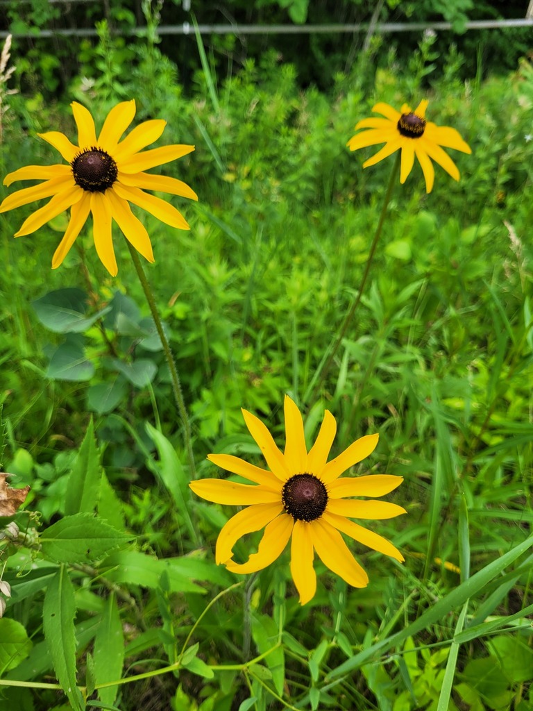 black-eyed Susan from Otter Tail County, MN, USA on July 07, 2022 at 07 ...
