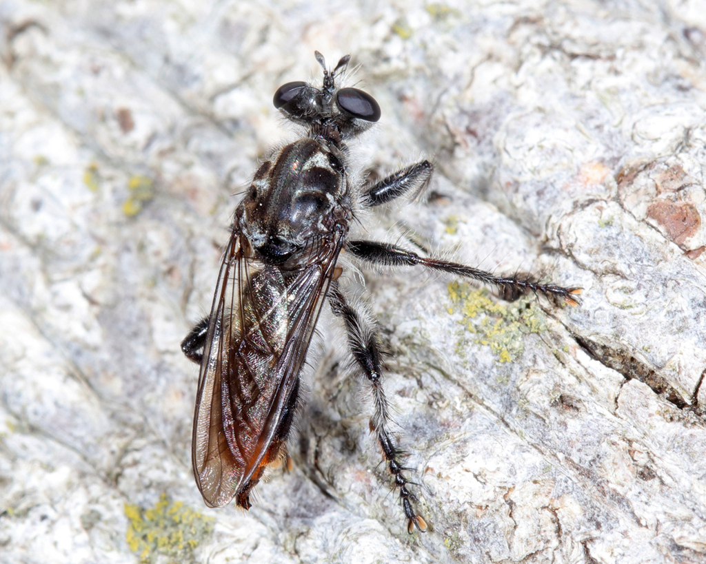 Northern Chiselmouth from Cow Pond Brook, Groton, MA, USA on July 09 ...