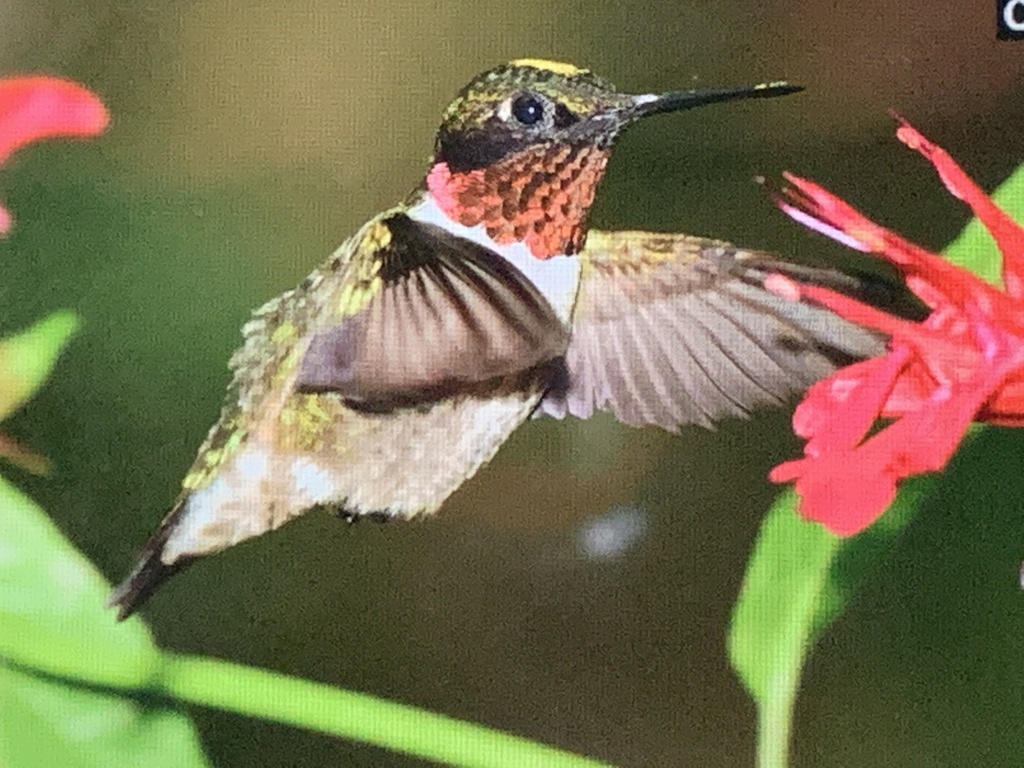 Ruby-throated Hummingbird from Fern Hollow Rd, Sewickley Heights, PA ...