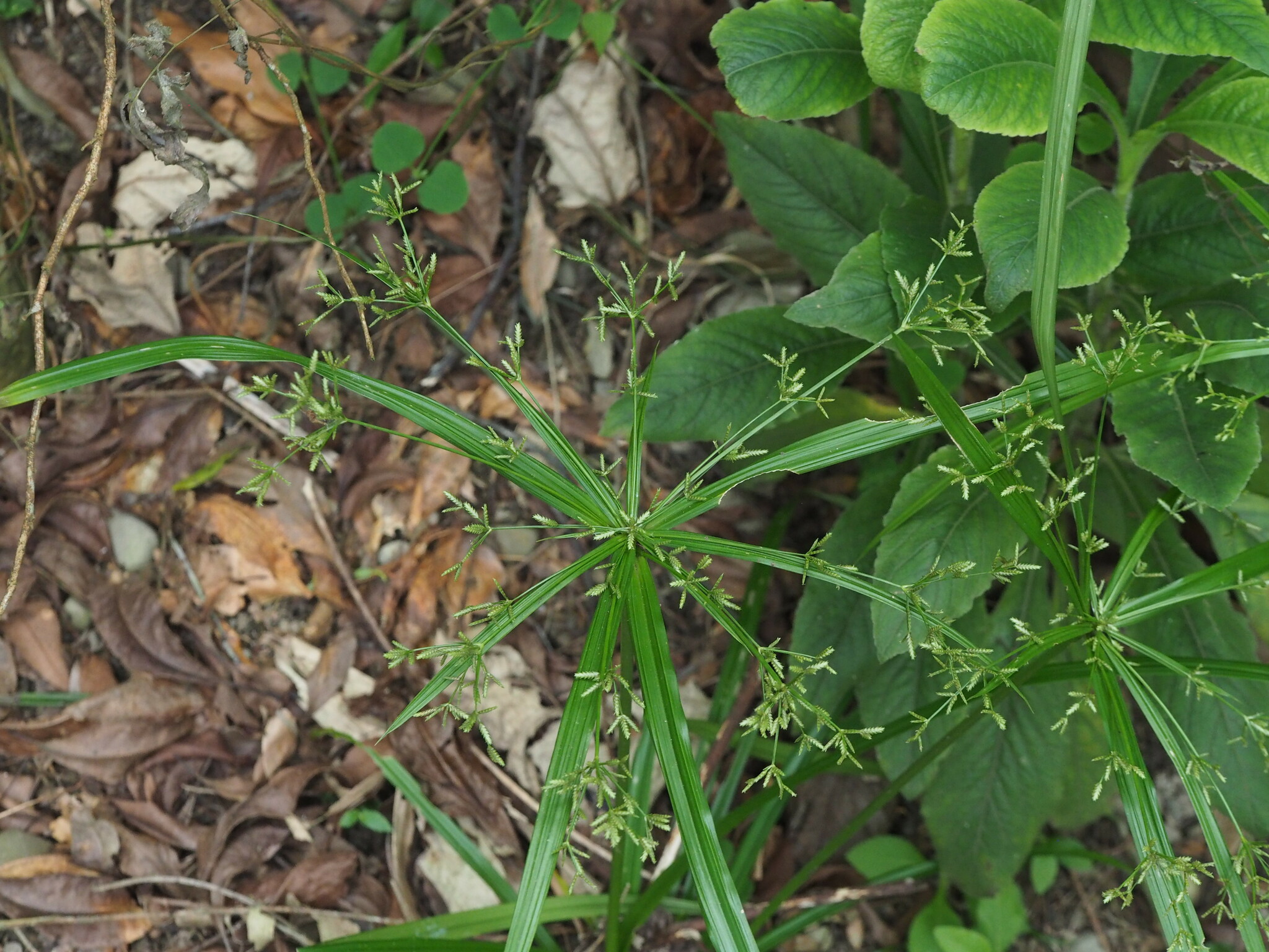 Cyperus diffusus Vahl