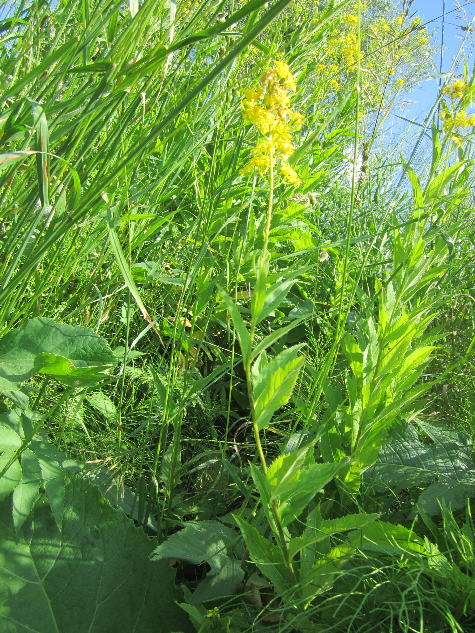 Sisymbrium strictissimum L.