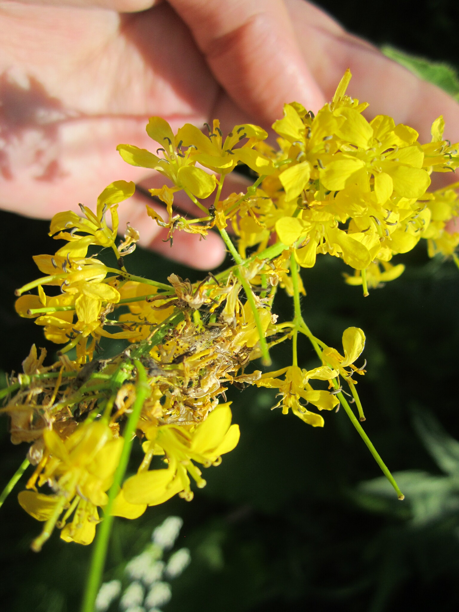 Sisymbrium strictissimum L.