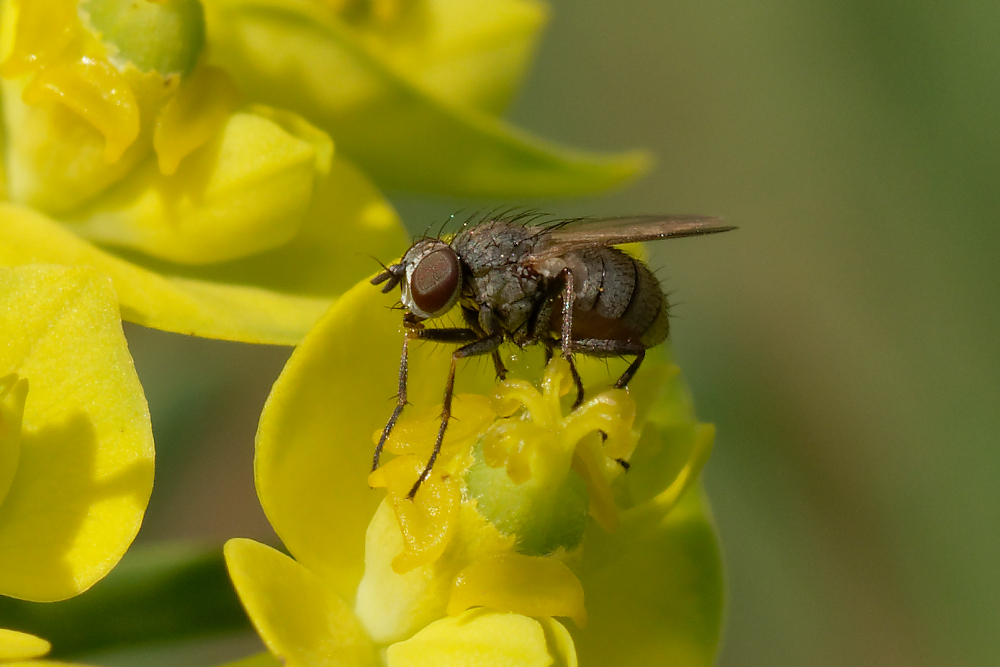 Tiger Flies in July 2022 by sylvester_k · iNaturalist