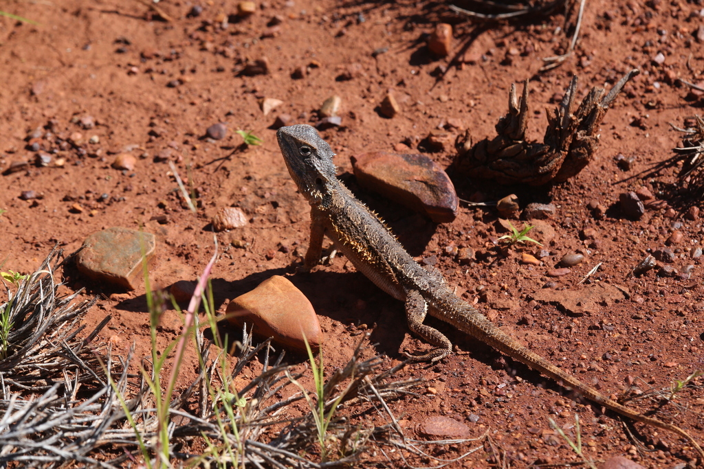 Dwarf Bearded Dragon in July 2022 by Hugo Innes · iNaturalist