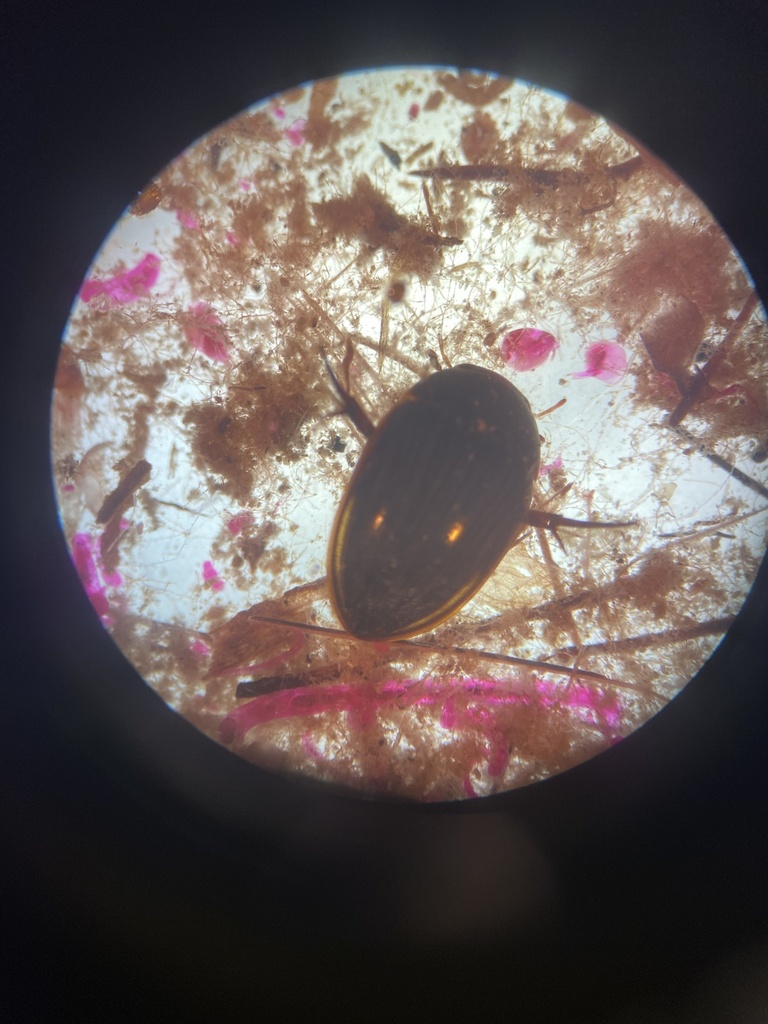 Tropisternus collaris from Winnabow, NC, US on July 07, 2022 at 02:35 ...