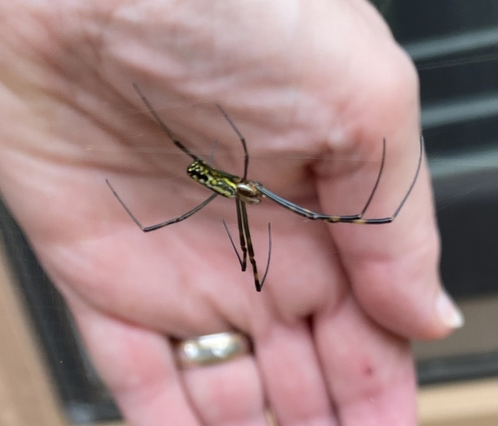 Joro Spider from Waverly Cove, Alpharetta, GA, US on July 10, 2022 at ...