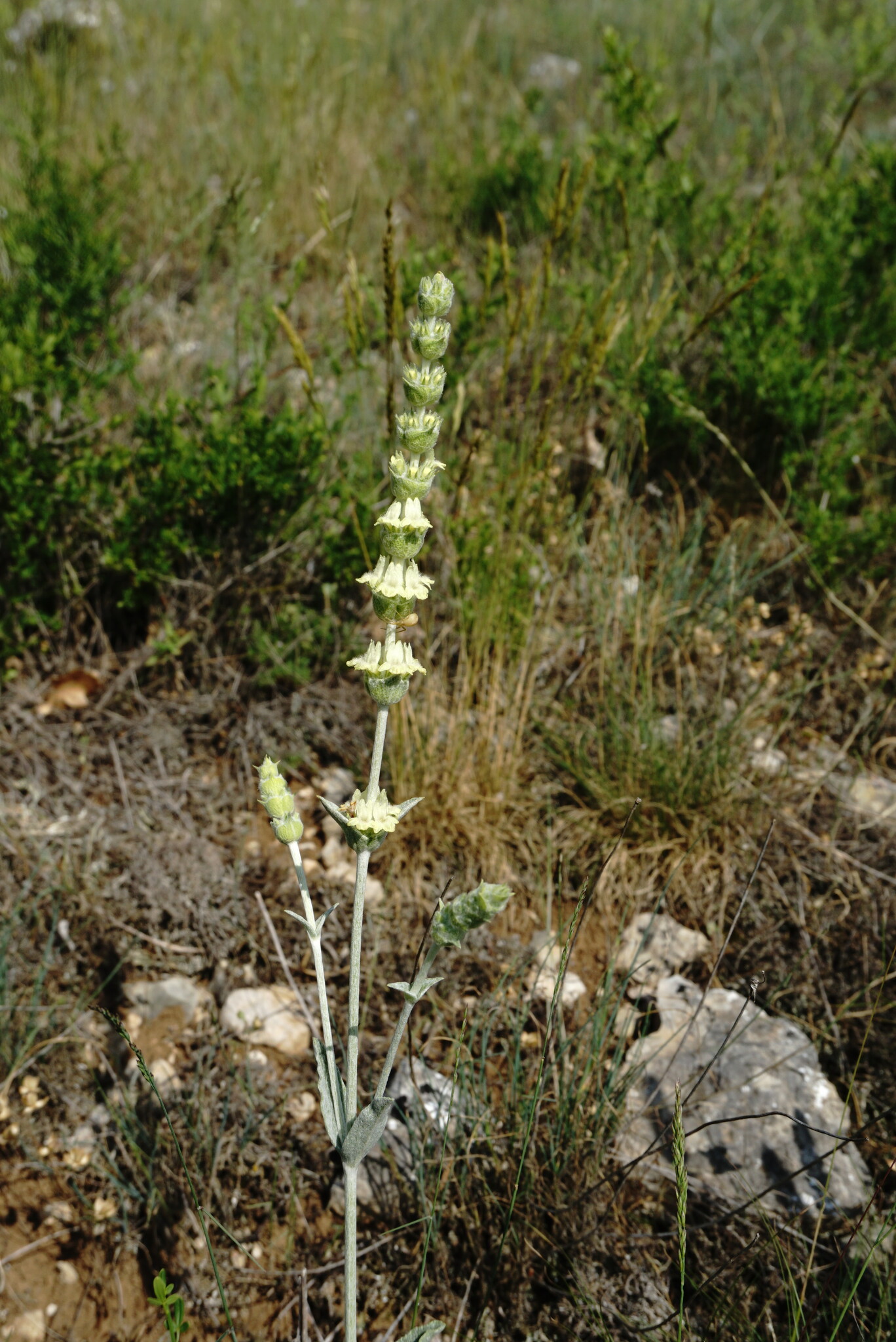Sideritis taurica Stephan ex Willd.