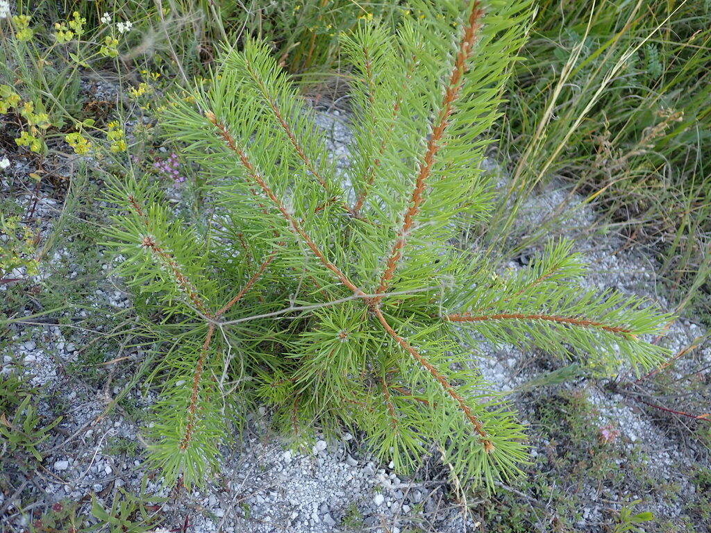 Scots pine from Shebekinskiy rayon, Belgorod, Russia on July 9, 2022 at ...