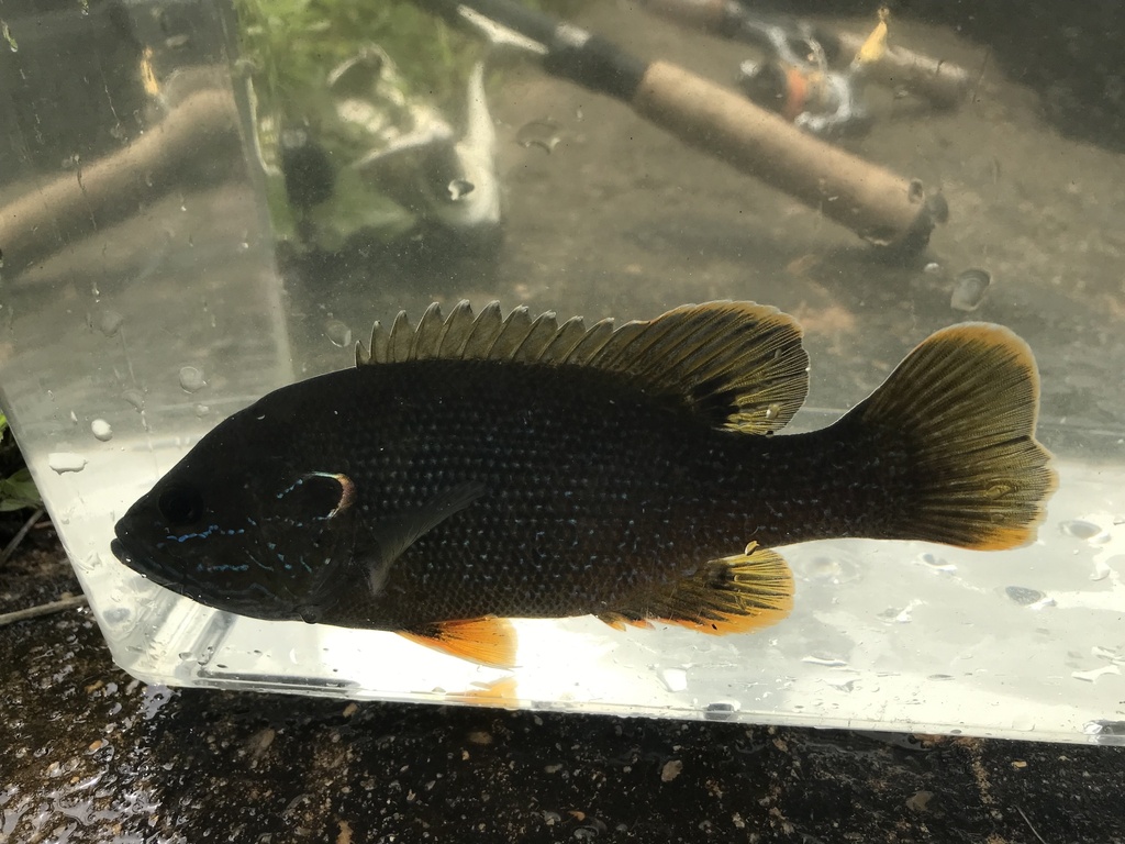 Green Sunfish from Wilde Lake Park, Columbia, MD, US on July 10, 2022 ...