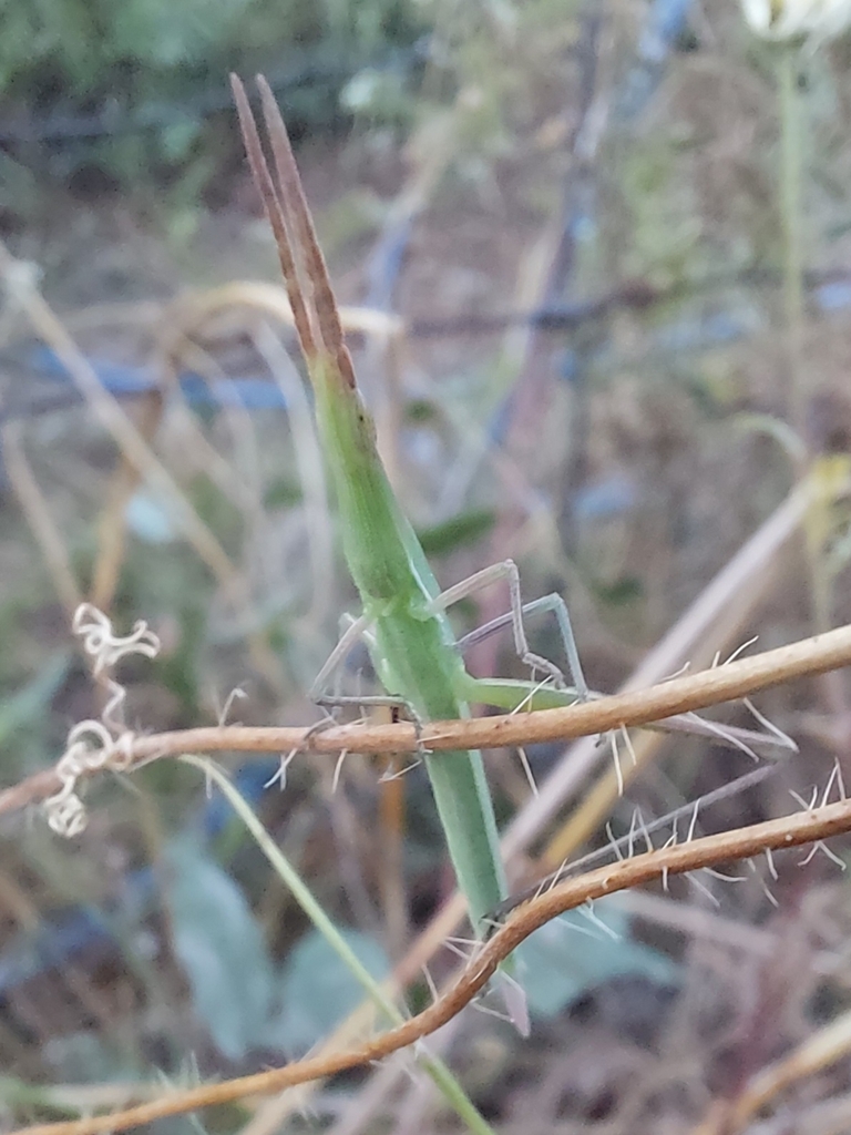 Mediterranean Slant-faced Grasshopper from Vajta, Vajta, fürdő, 7041 ...