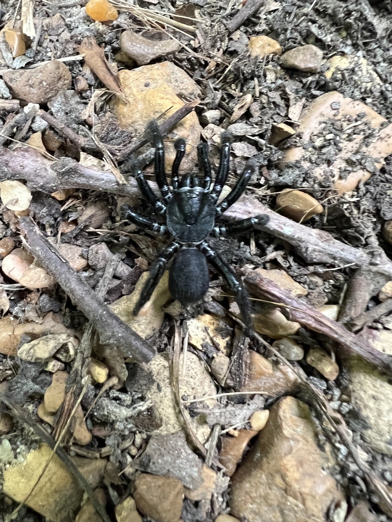 Audouin's Trapdoor Spider from Meeman-Shelby Forest State Park, Memphis ...