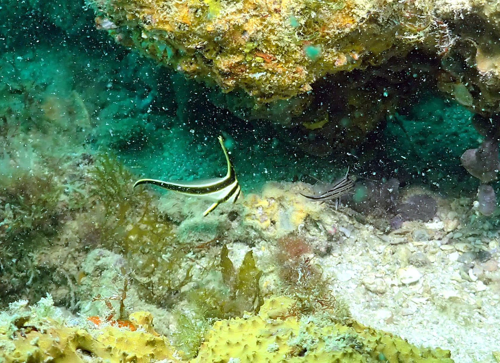 Equetus lanceolatus (Linnaeus, 1758)