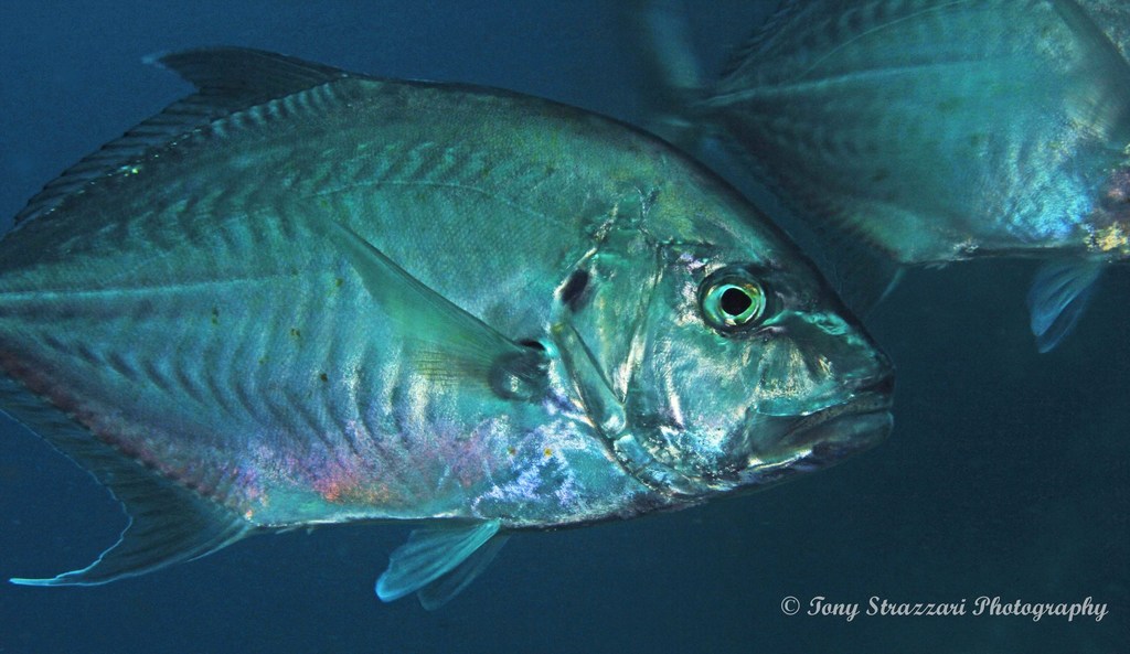 Longnose Trevally (Platycaranx chrysophrys) - Marine Life Identification