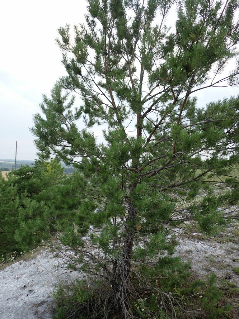 Scots pine from Shebekinskiy rayon, Belgorod, Russia on July 9, 2022 at ...