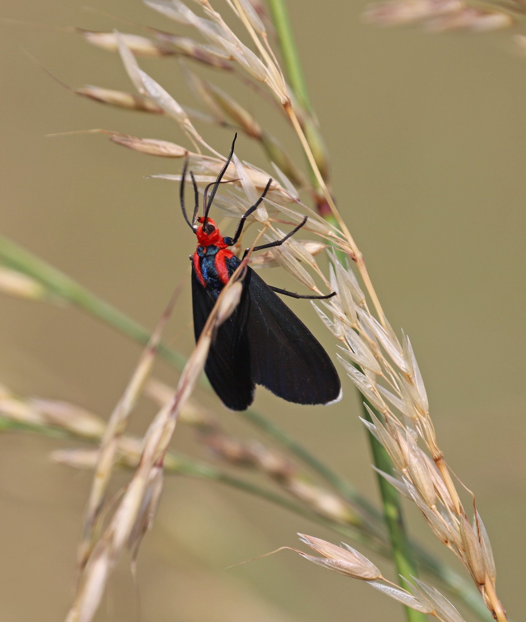 Ctenucha rubroscapus Ménétriés, 1857