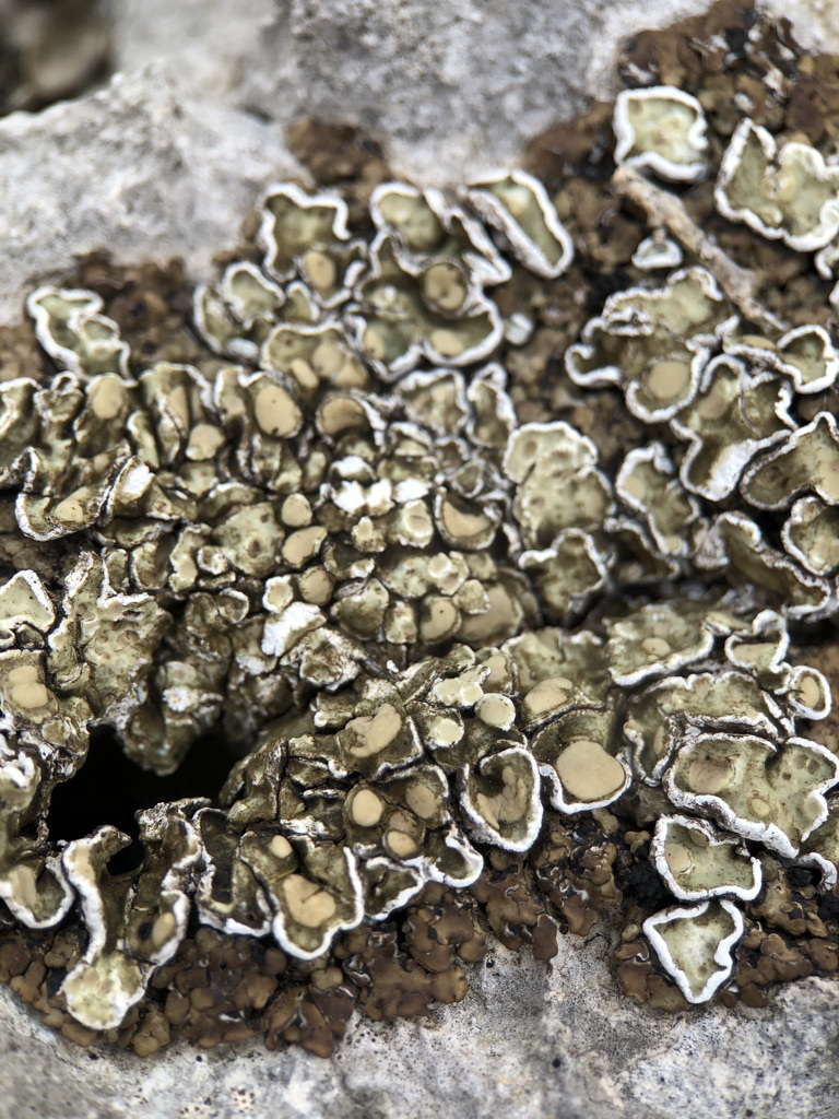 Squamarina gypsacea (Sm.) Poelt