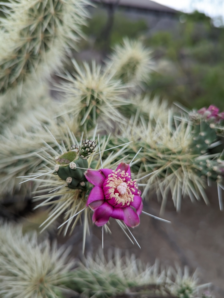 Chain-fruit Cholla from Las Cruces, NM, USA on June 22, 2022 at 06:55 ...
