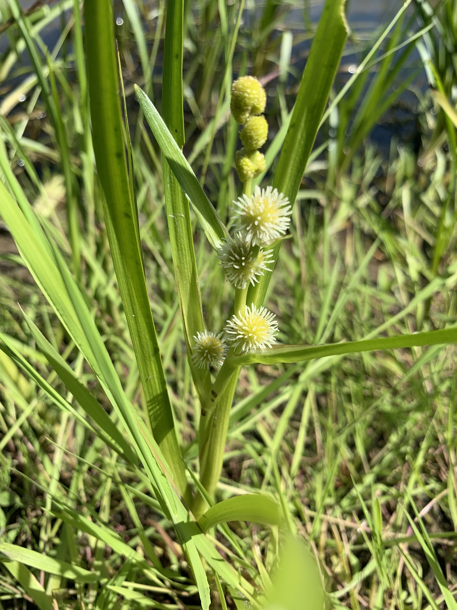 Sparganium emersum Rehmann