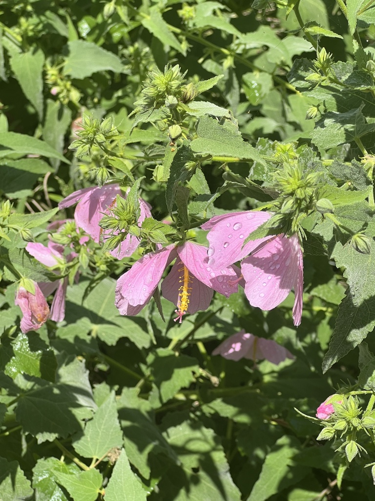 Saltmarsh mallow from Timucuan, Jacksonville, FL, US on July 10, 2022 ...