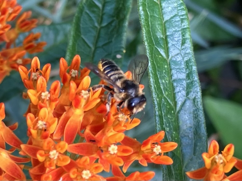 Megachile centuncularis (Linnaeus, 1758)