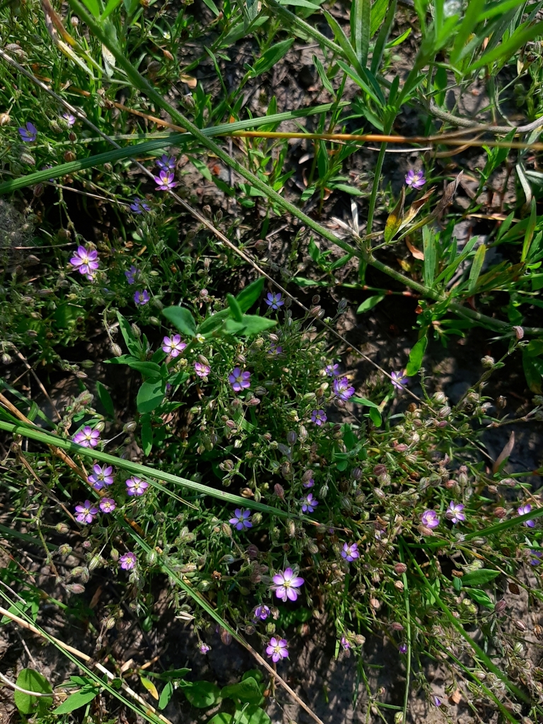 Red Sand Spurrey from Свердловская обл., Россия, 624016 on July 10 ...
