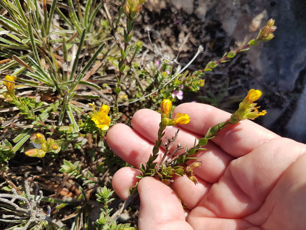Half-mast Flax from Mossel Bay Central, Mossel Bay, 6506, South Africa ...