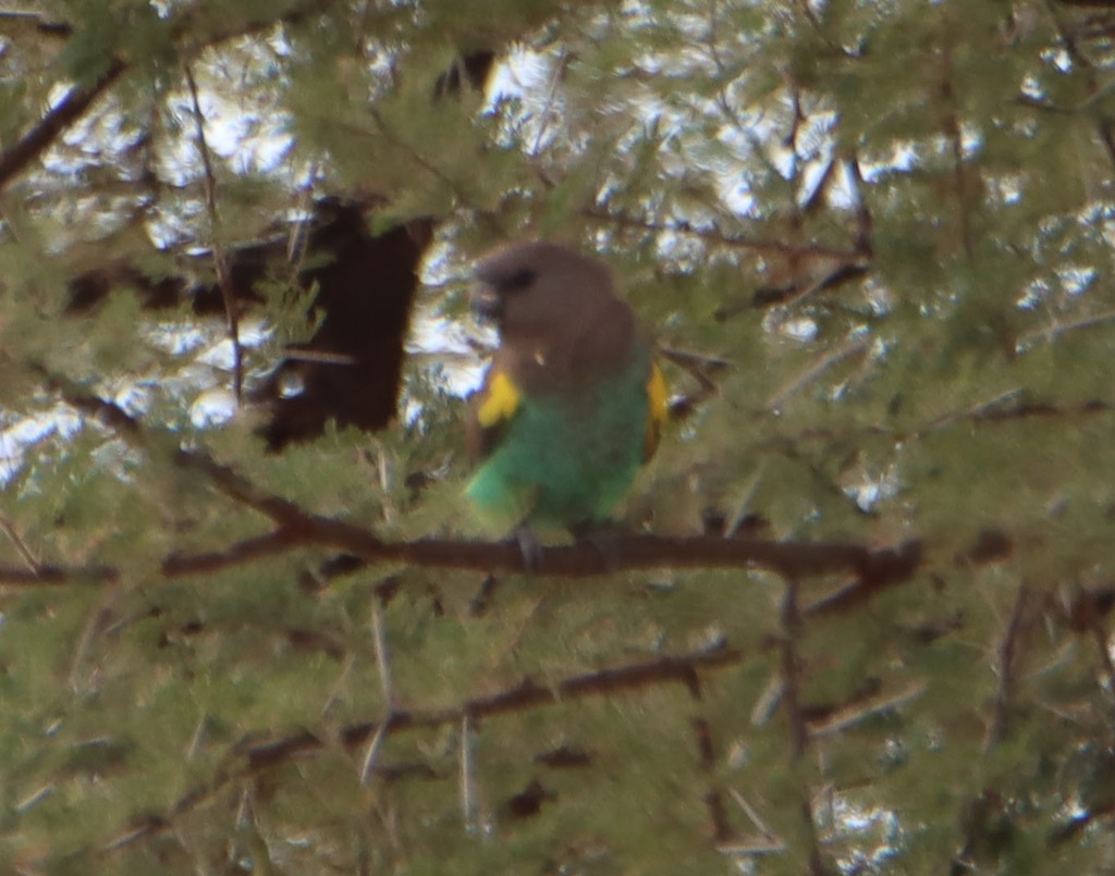 Meyer's Parrot from 2HG9+33W, Nwanaeanoka, Botswana on June 28, 2022 at ...