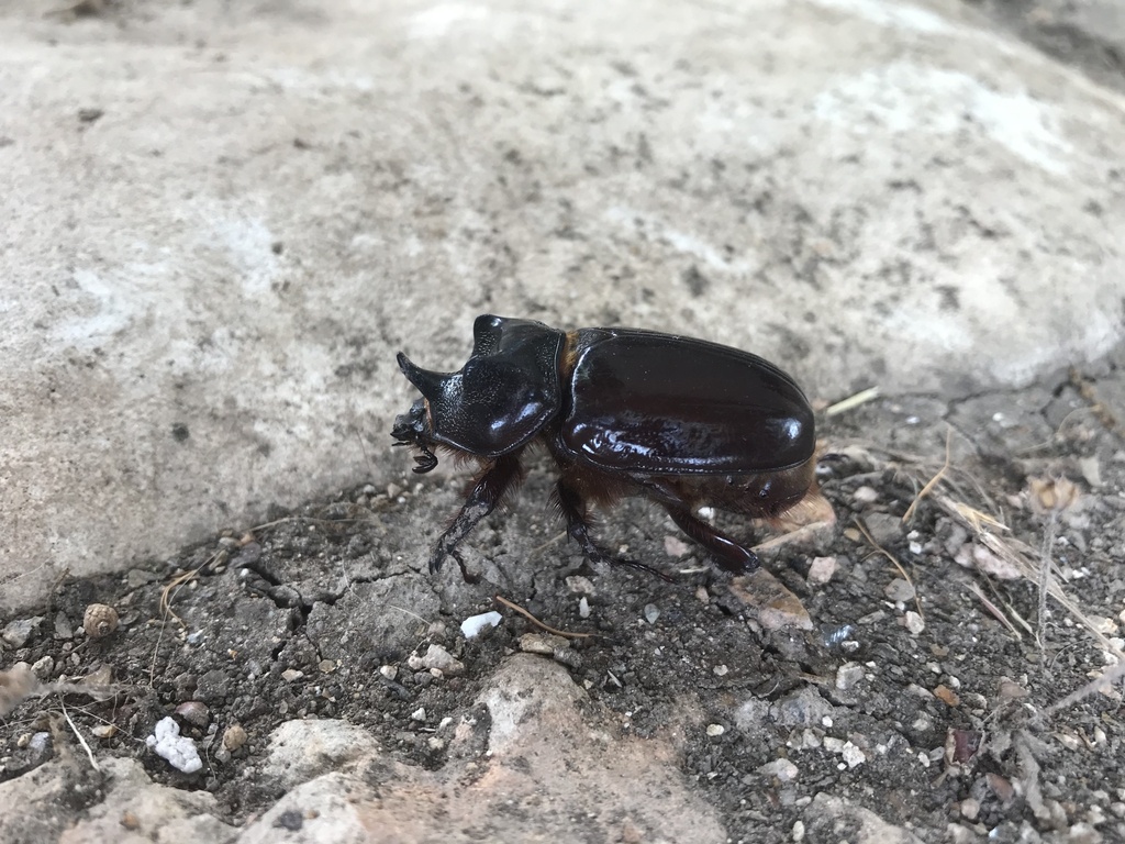 Aloeus Ox Beetle in July 2022 by Bethany Harrison · iNaturalist