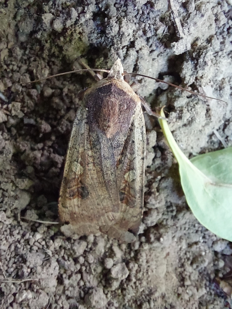Large Yellow Underwing from Vajta, Vajta, fürdő, 7041 Hungary on July 9 ...