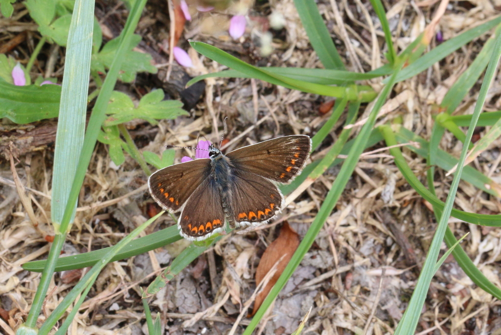 Brown Argus from Gonfreville-l'Orcher, France on July 09, 2021 at 12:36 ...