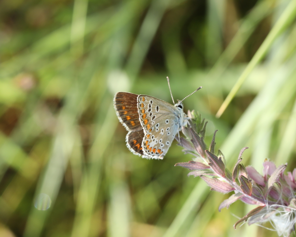 Brown Argus from Gonfreville-l'Orcher, France on August 03, 2021 at 09: ...