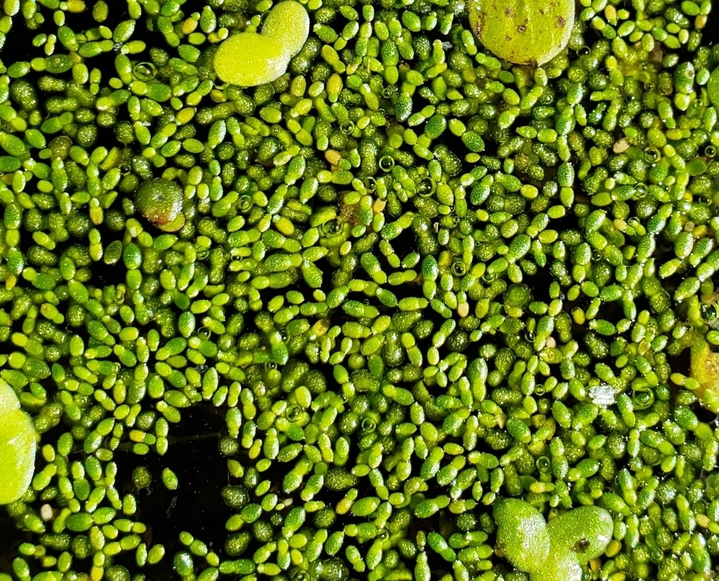 Dotted Watermeal from Mason on July 10, 2022 at 10:12 AM by juliakmil ...