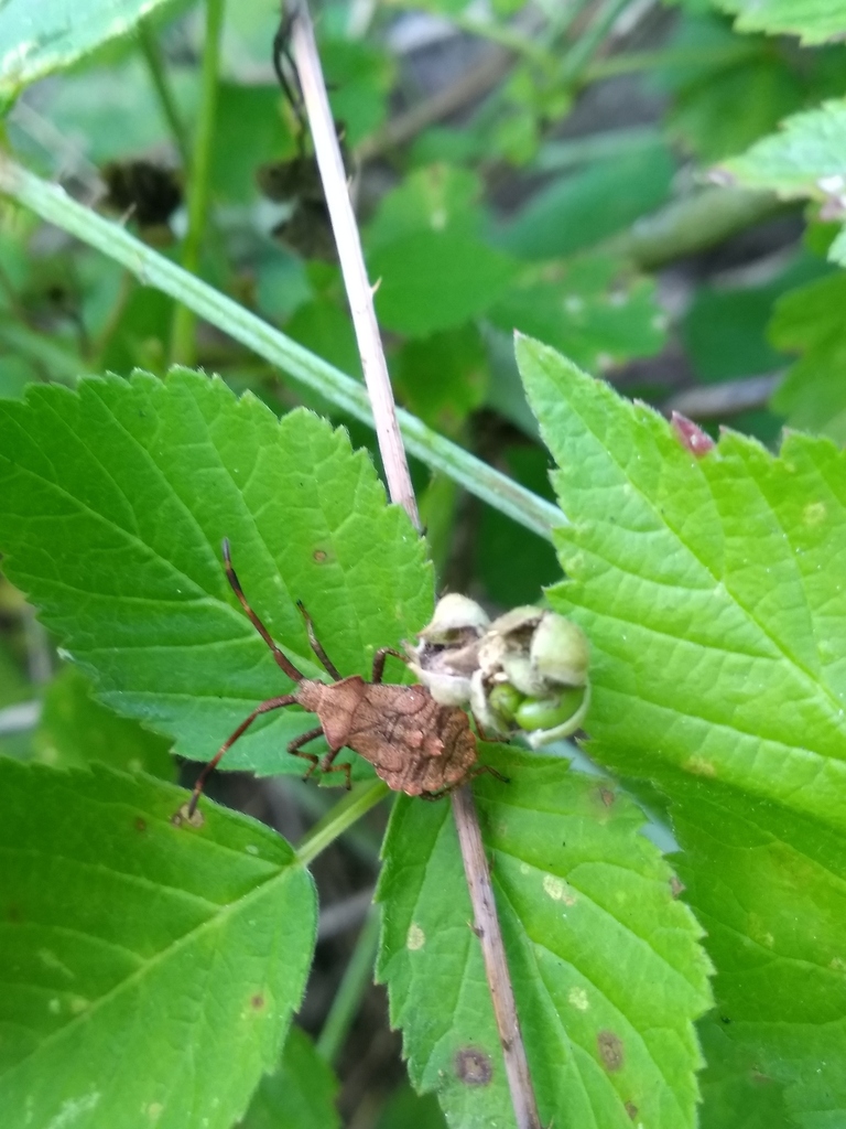 Dock Bug from Merano, Autonomous Province of Bolzano – South Tyrol ...