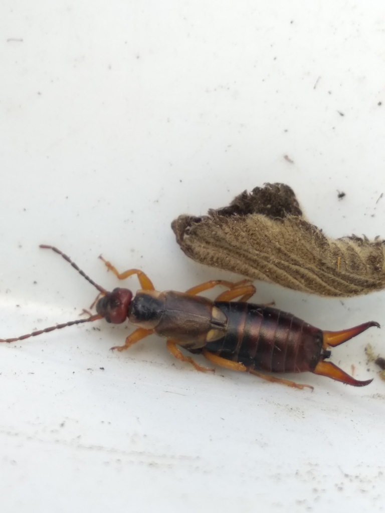 European Earwig Complex from Merano, Autonomous Province of Bolzano ...