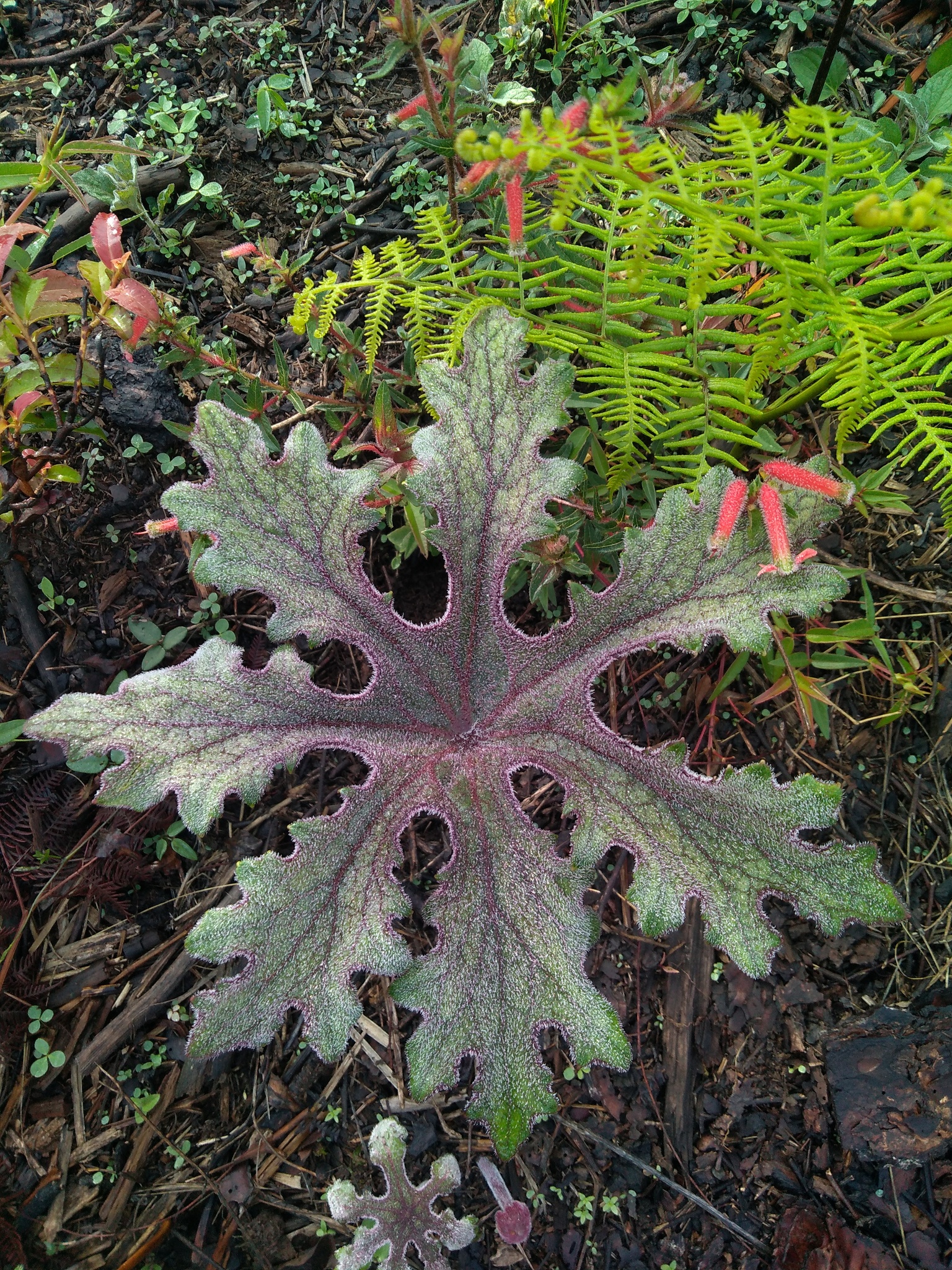 Psacalium peltatum (Kunth) Cass.