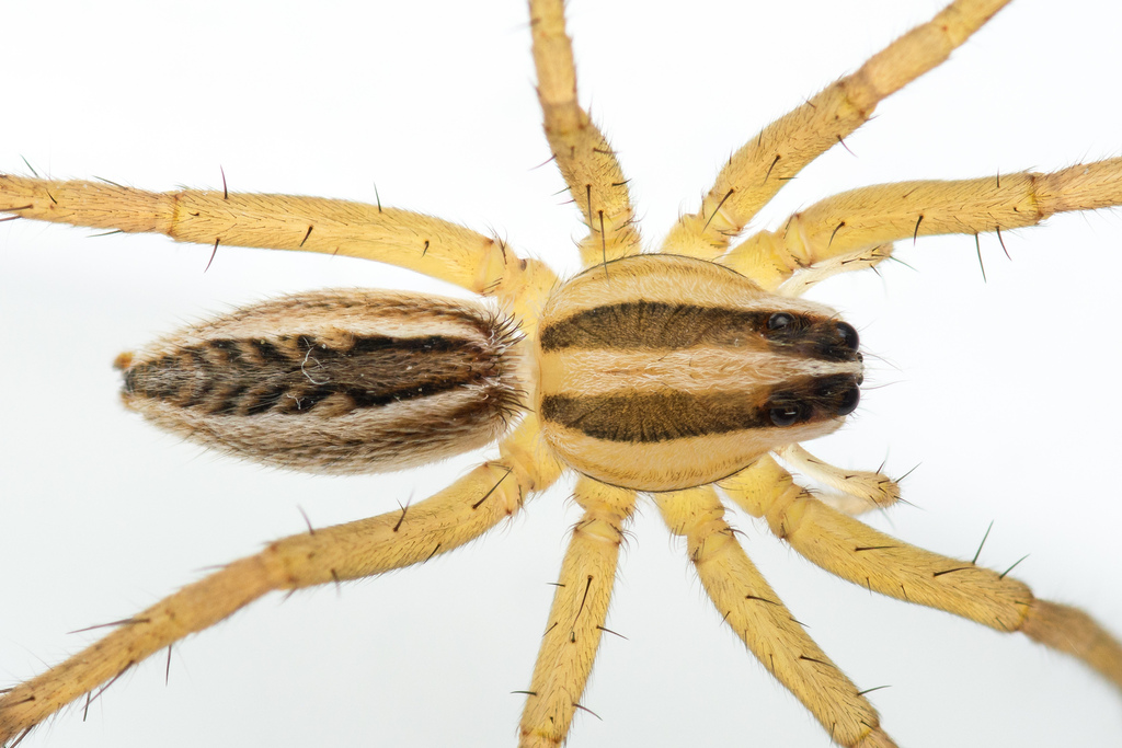 Rabid Wolf Spider in May 2022 by Matt Claghorn · iNaturalist