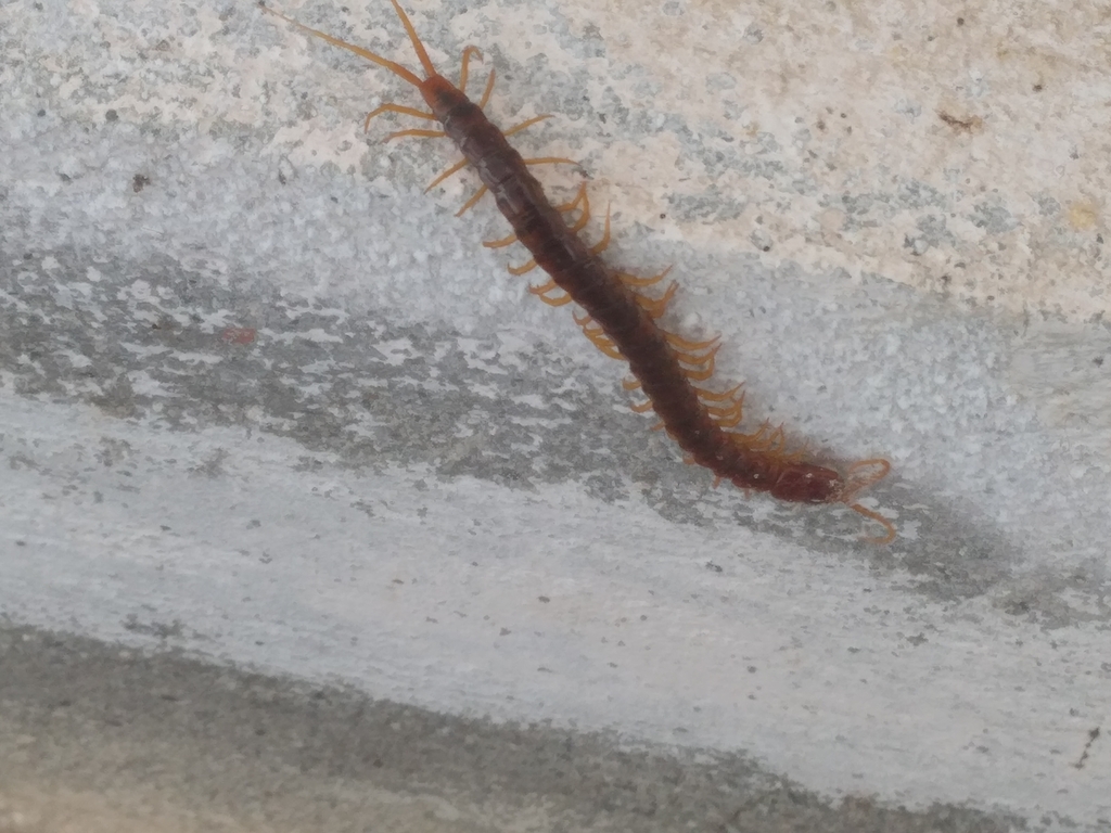 Tropical Centipedes from Puerto Libre, Ecuador on July 10, 2022 at 11: ...