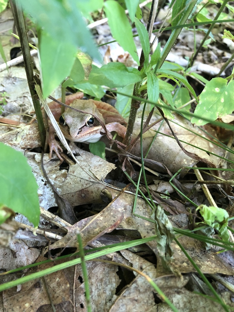 Wood Frog from Fire Hill Rd, Florence, VT, US on July 08, 2022 at 06:44 ...