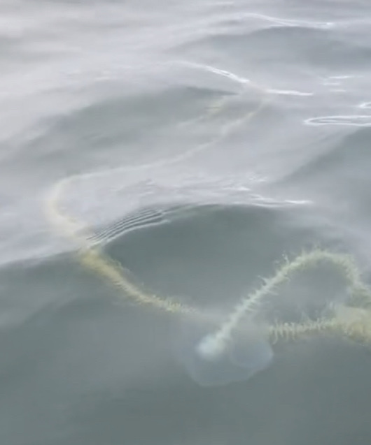 Giant Siphonophore from North Pacific Ocean on May 11, 2017 at 10:58 AM ...