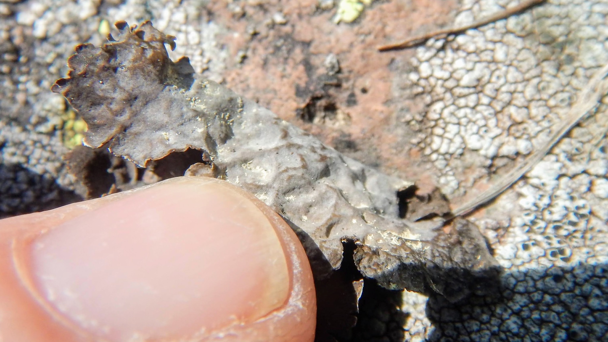 Umbilicaria hyperborea (Ach.) Hoffm.