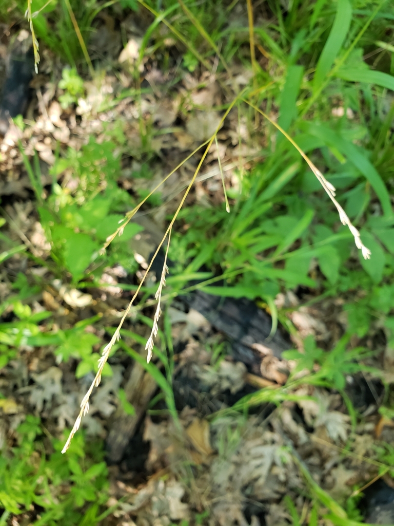 Nodding Fescue in July 2022 by Erin Faulkner · iNaturalist