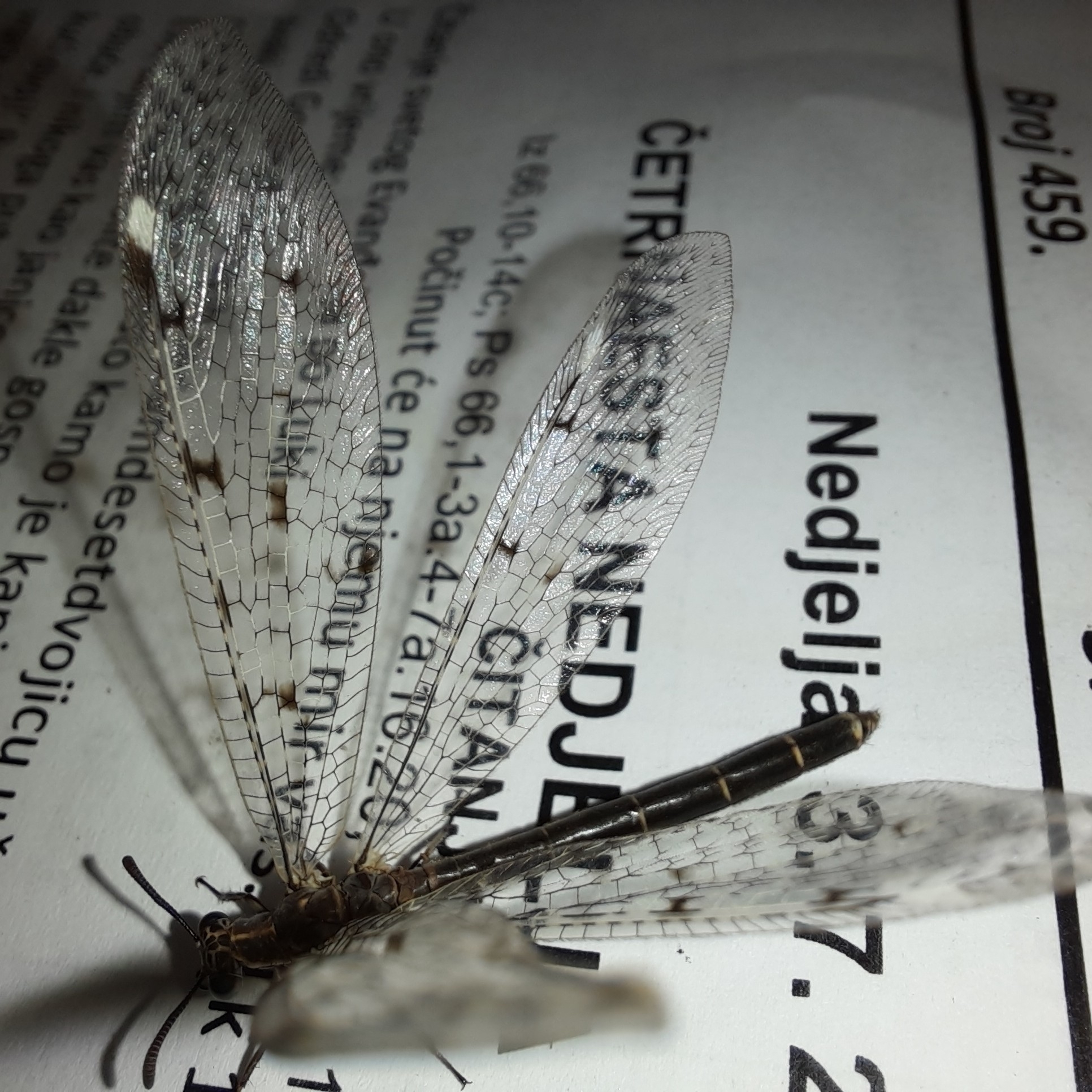 Euroleon nostras (Geoffroy, 1785)