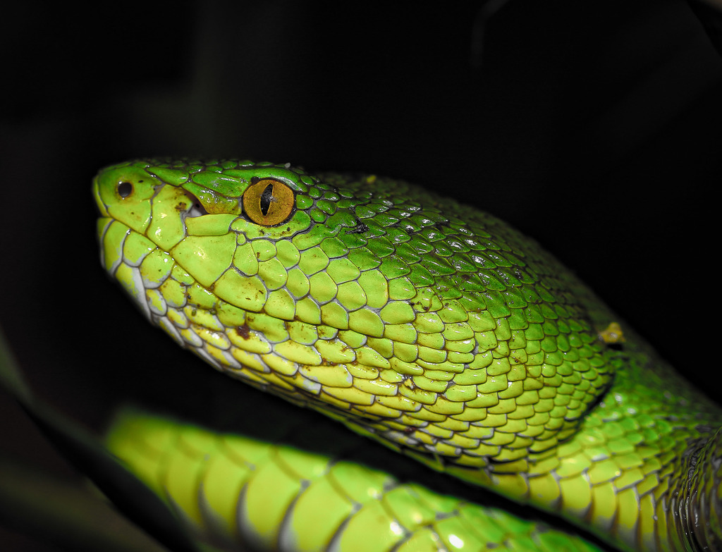 Spot-tailed Pitviper from Siddartha Nagar, Kakinada, Andhra Pradesh ...